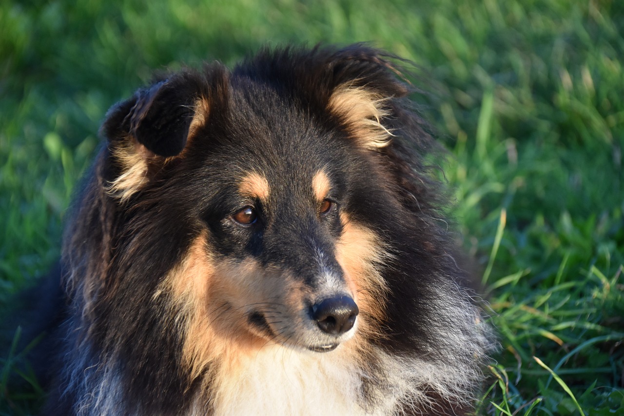 Shetland Sheepdog Tricolor - Free photo on Pixabay
