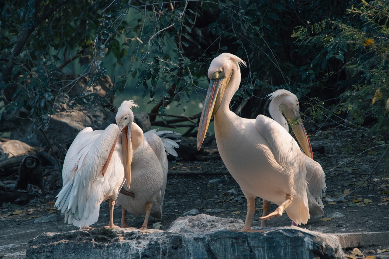 Pelican Birds Waterbirds - Free photo on Pixabay