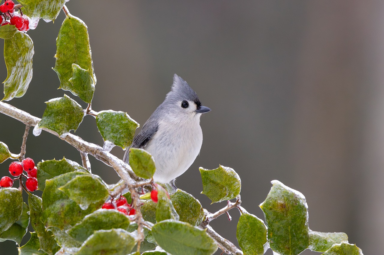 Titmouse Ice Winter - Free photo on Pixabay