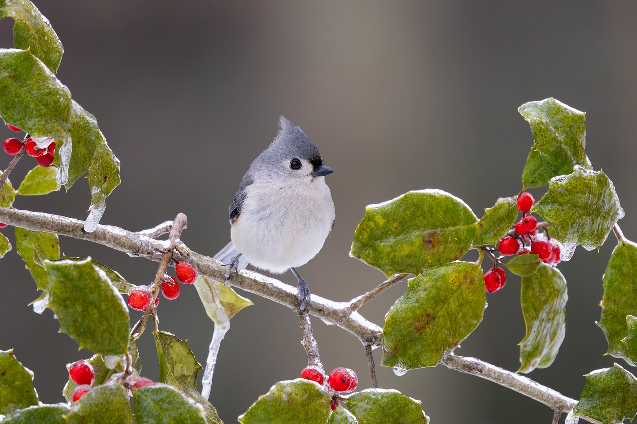 Titmouse Ice Winter - Free photo on Pixabay