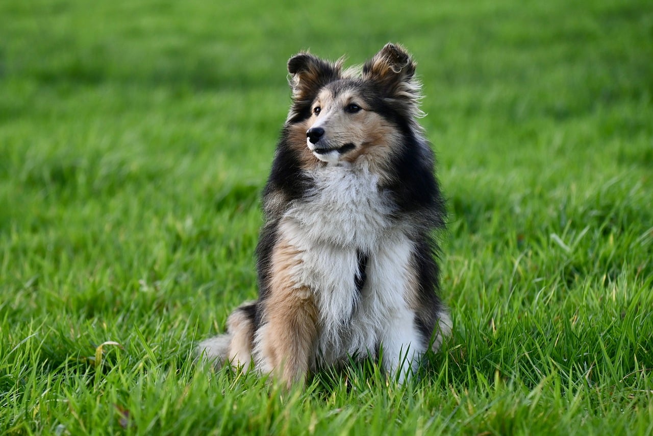 Shetland Sheepdog Animal Nature - Free photo on Pixabay