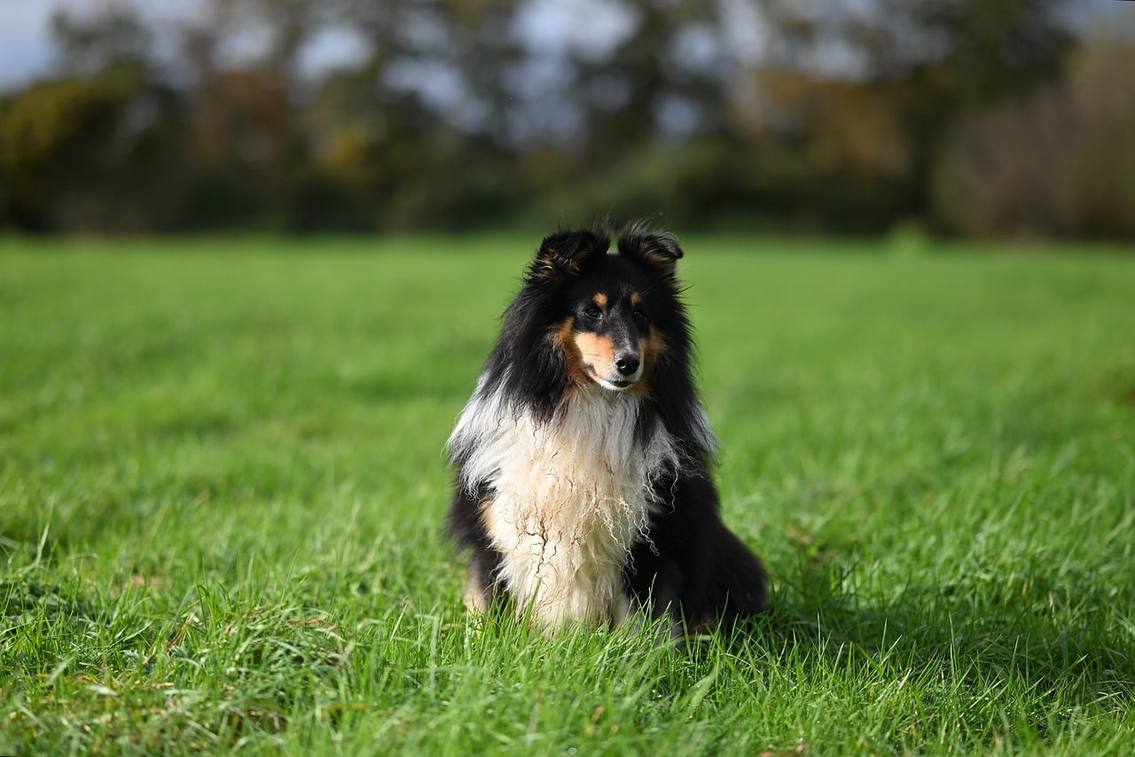 Shetland Sheepdog Animal Nature - Free photo on Pixabay