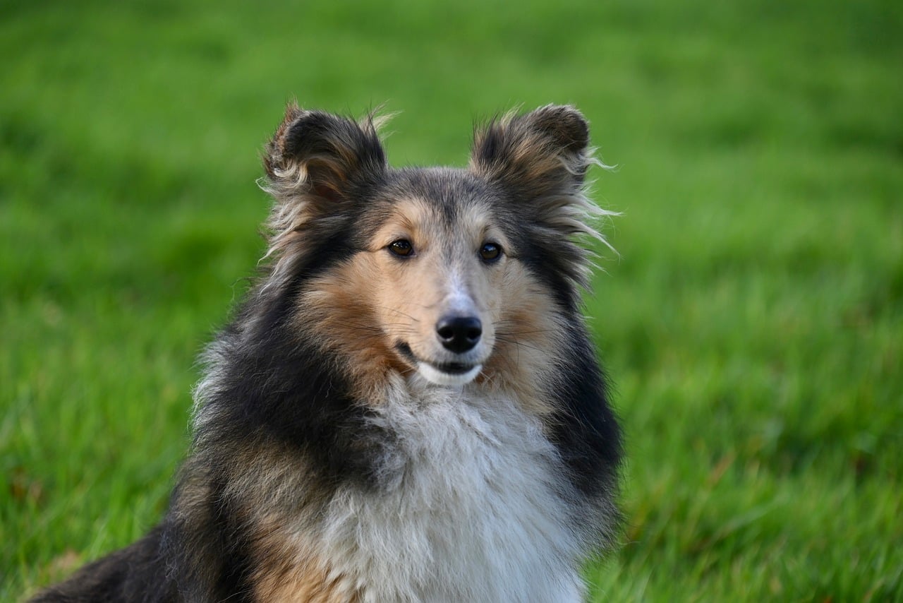 Shetland Sheepdog Animal Nature - Free photo on Pixabay