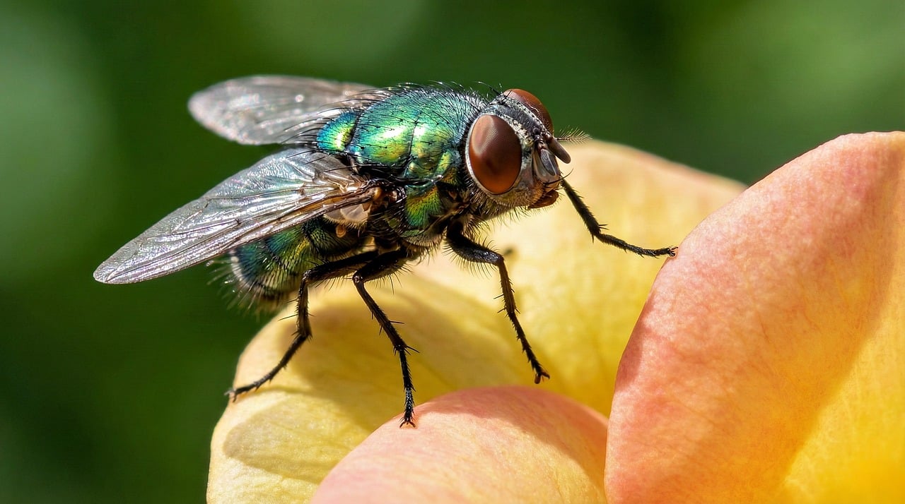 Fly Bug Macro - Free photo on Pixabay