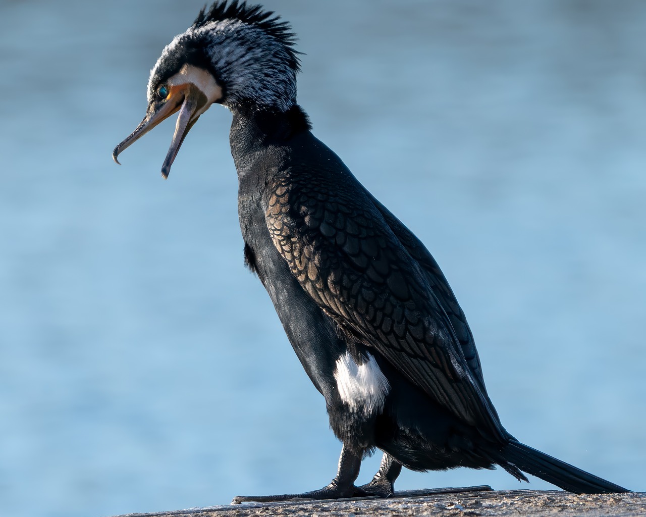Cormorant Nature Bird - Free photo on Pixabay