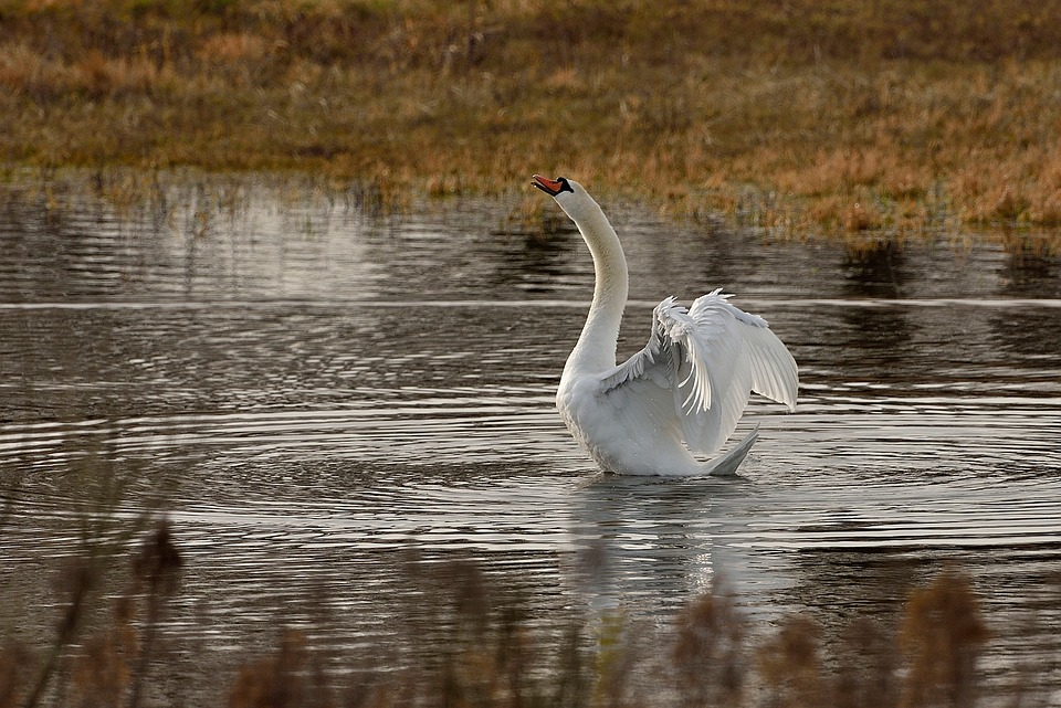 Swan Bird Wings - Free photo on Pixabay