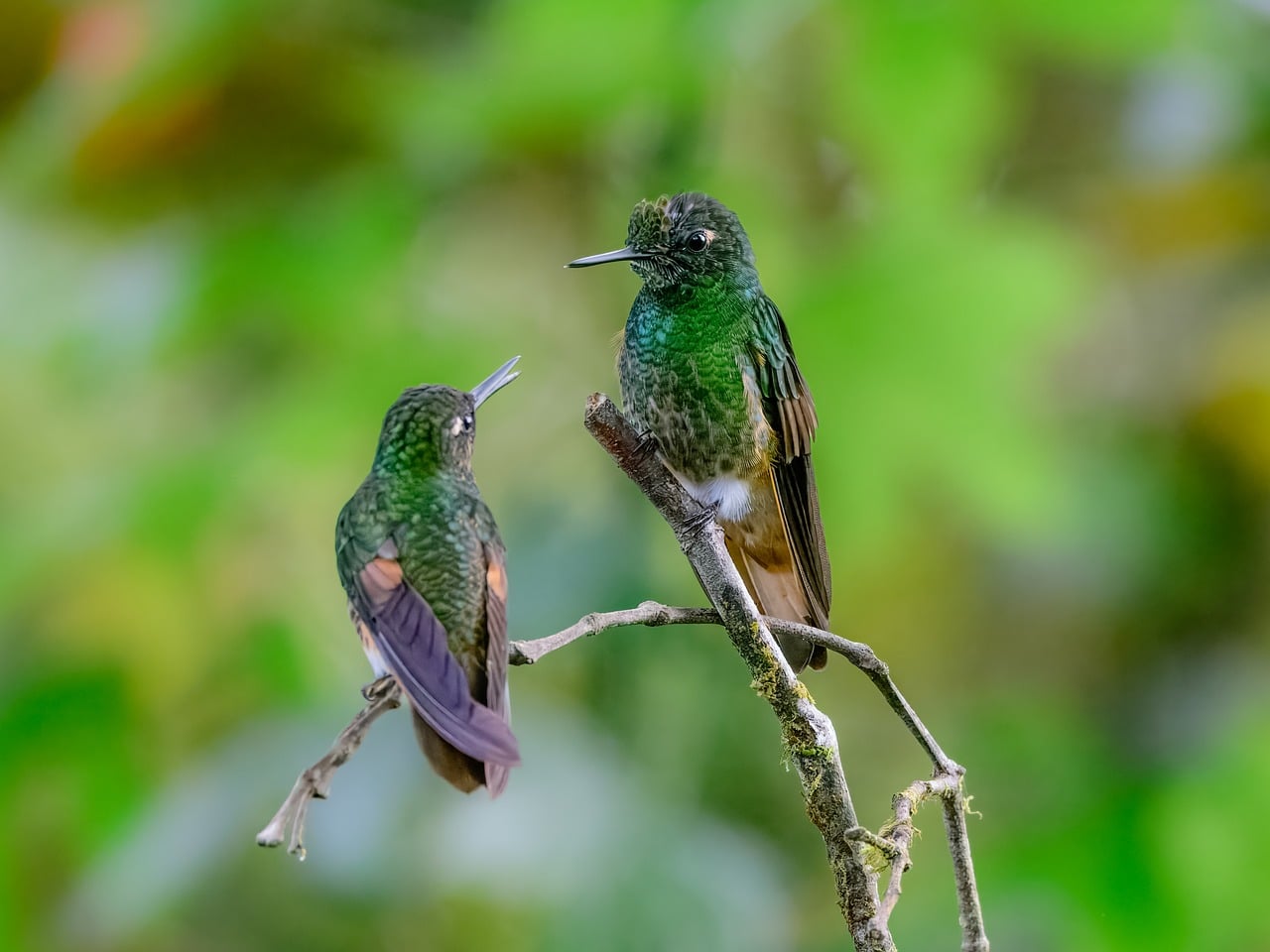 Hummingbird Ecuador Cloud Forest - Free photo on Pixabay