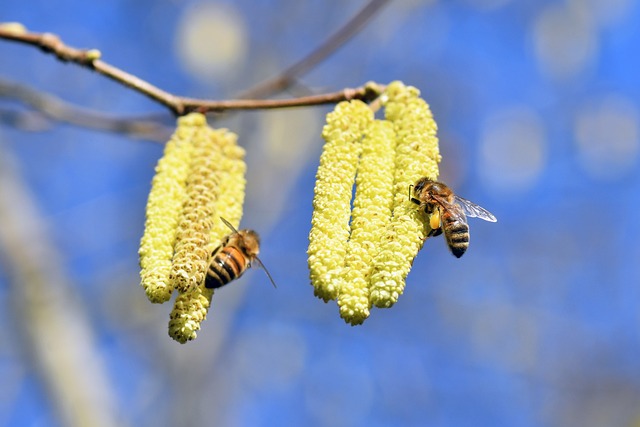Bee Insects Forage - Free photo on Pixabay