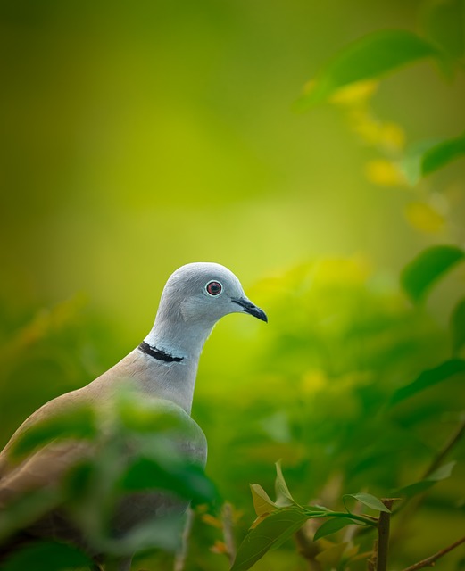 Bird Dove Green Background - Free photo on Pixabay