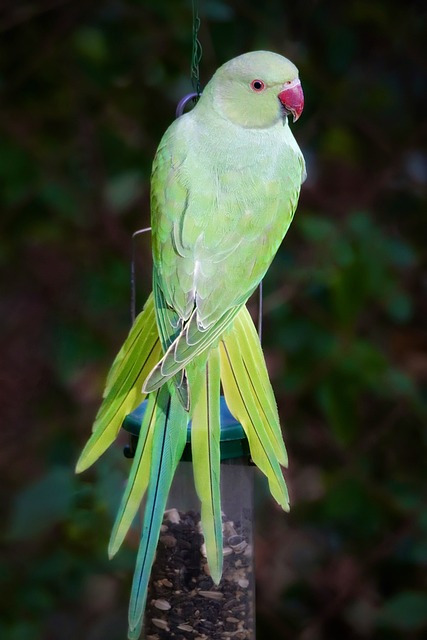Parakeet Green Exotic - Free photo on Pixabay