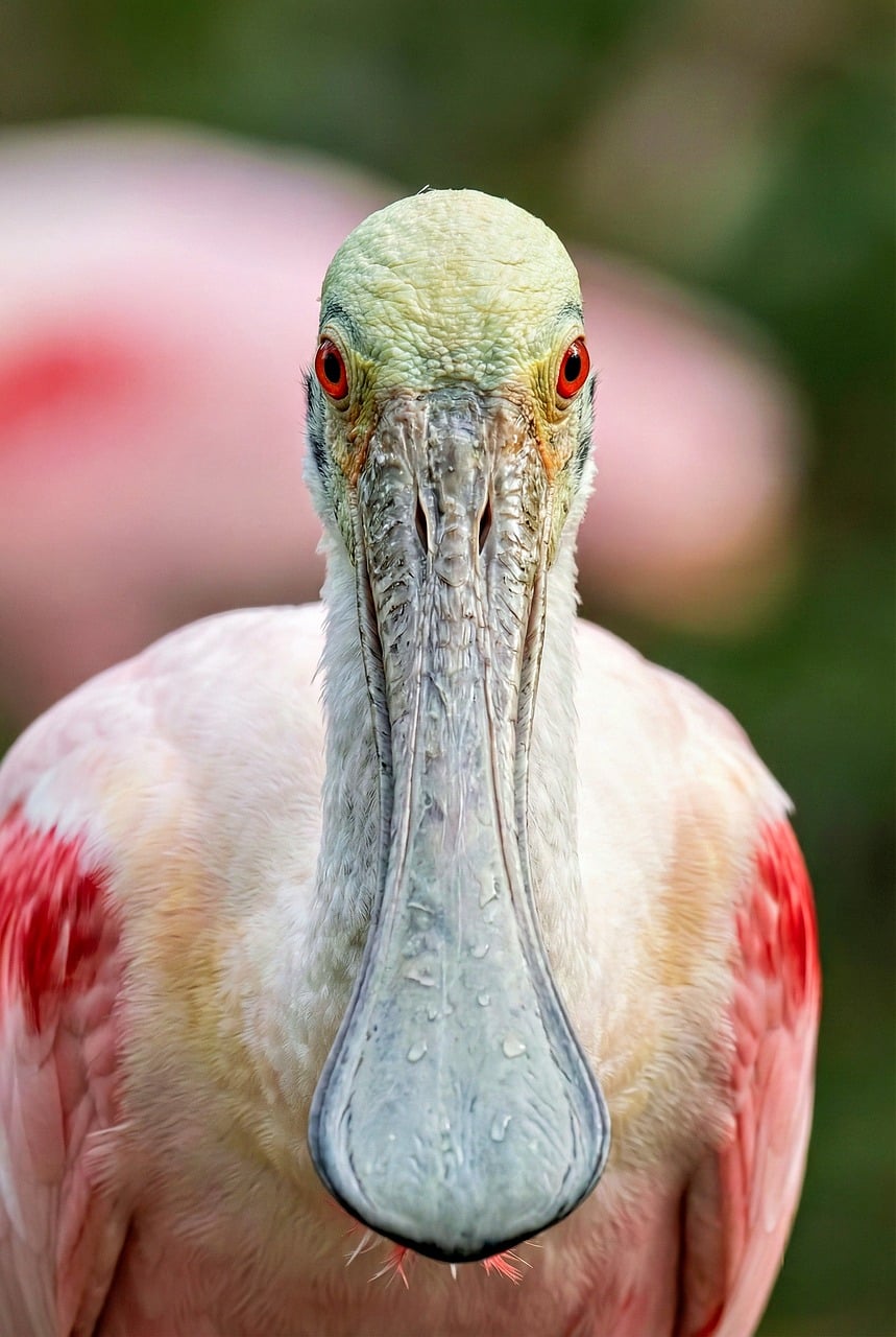 200+ Free Roseate Spoonbill & Nature Images - Pixabay
