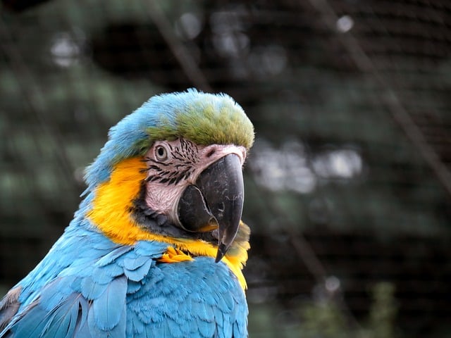 Parrot Tropical Bird - Free photo on Pixabay