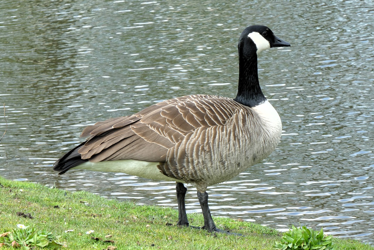 Canadian Goose Bird - Free photo on Pixabay
