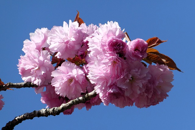 Japanese Flowering Cherry Blossom - Free photo on Pixabay