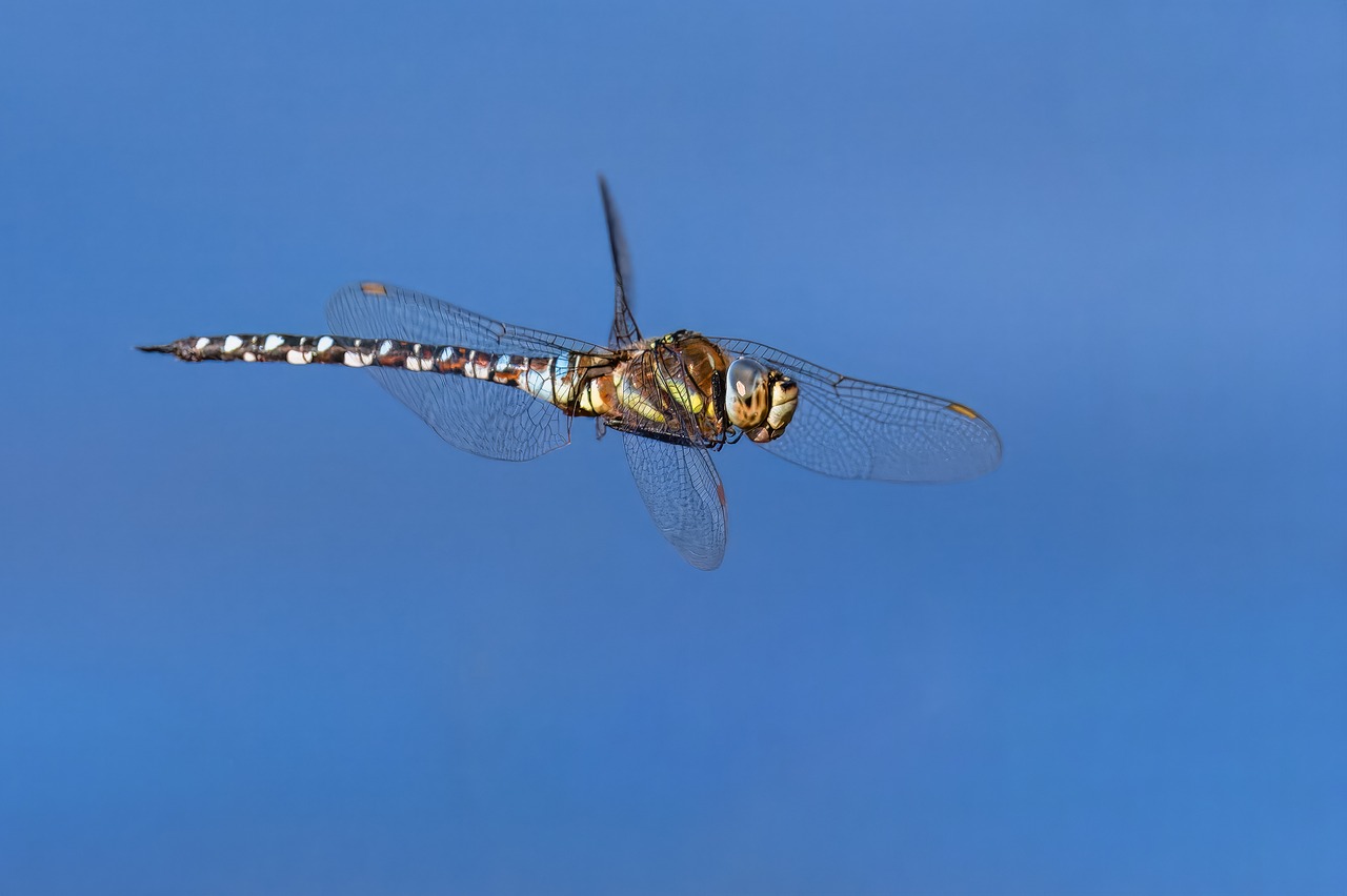 Dragon-Fly Insect Macro - Free photo on Pixabay