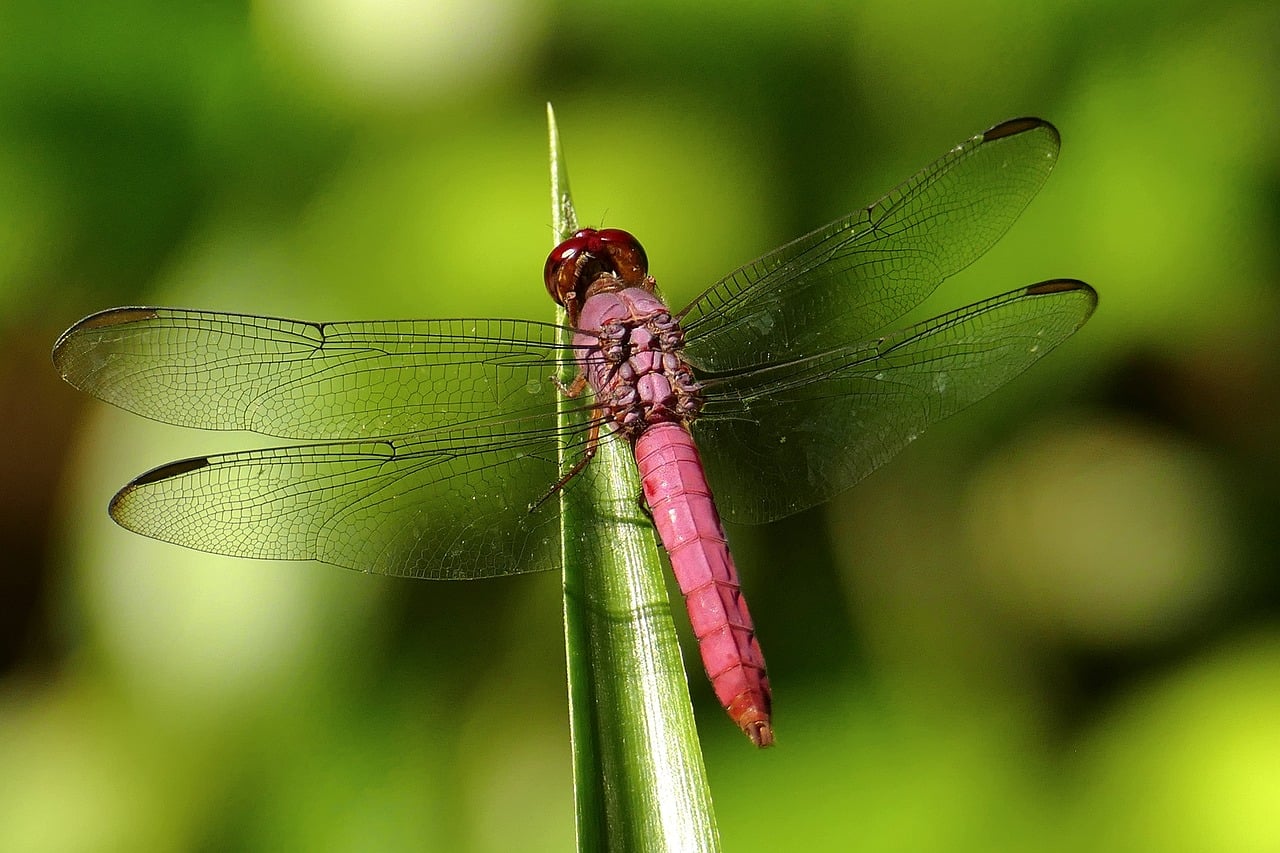Dragon-Fly Insect Costa Rica - Free photo on Pixabay
