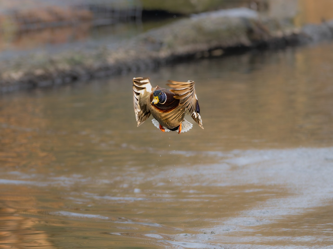 Bird Duck Mallard - Free photo on Pixabay