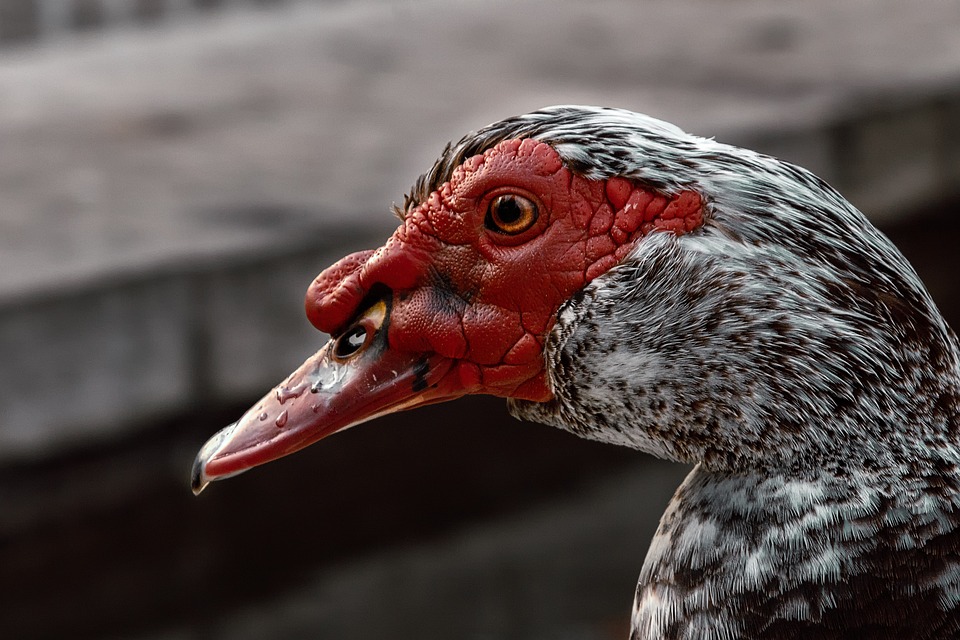 Muscovy Duck Portrait Bird - Free photo on Pixabay
