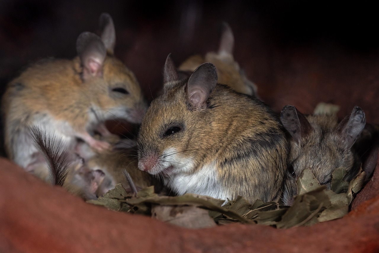Mice Cute Mouse - Free photo on Pixabay