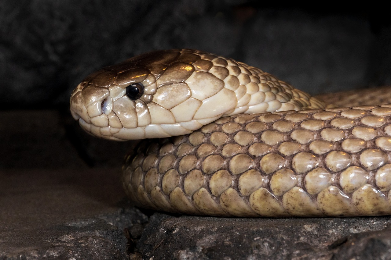 Monocled Cobra Asian - Free photo on Pixabay