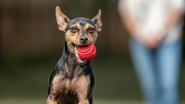 Miniature Pinscher Min Pin Dog - Free photo on Pixabay