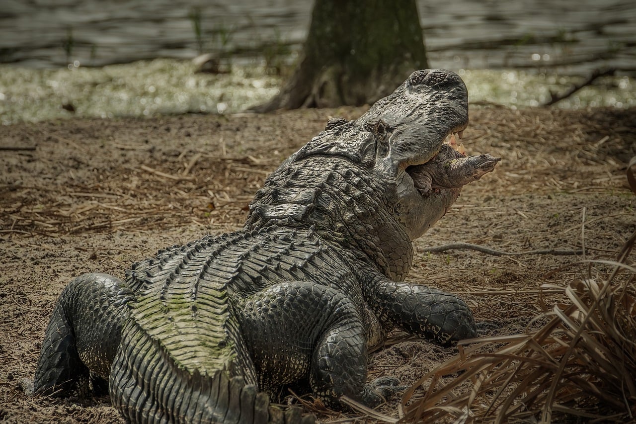 Alligator American - Free photo on Pixabay