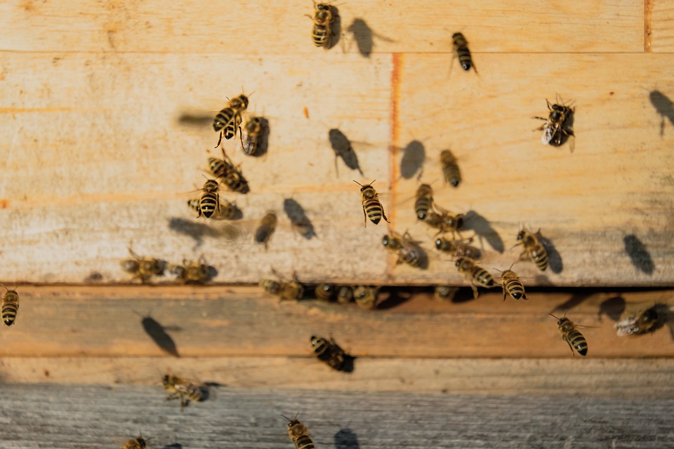 Ruche Abeilles Insectes - Photo gratuite sur Pixabay