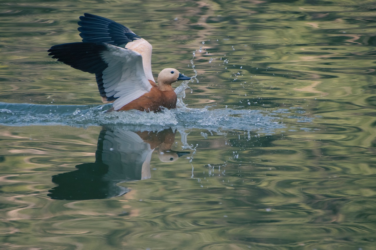 Duck Waterbird Feathers - Free photo on Pixabay