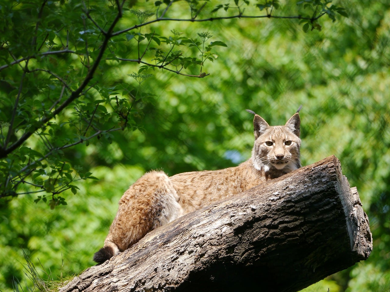 Lynx Tree Animal - Free photo on Pixabay