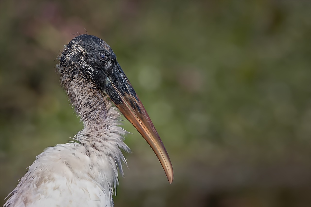 Wood Stork Wading Bird - Free photo on Pixabay