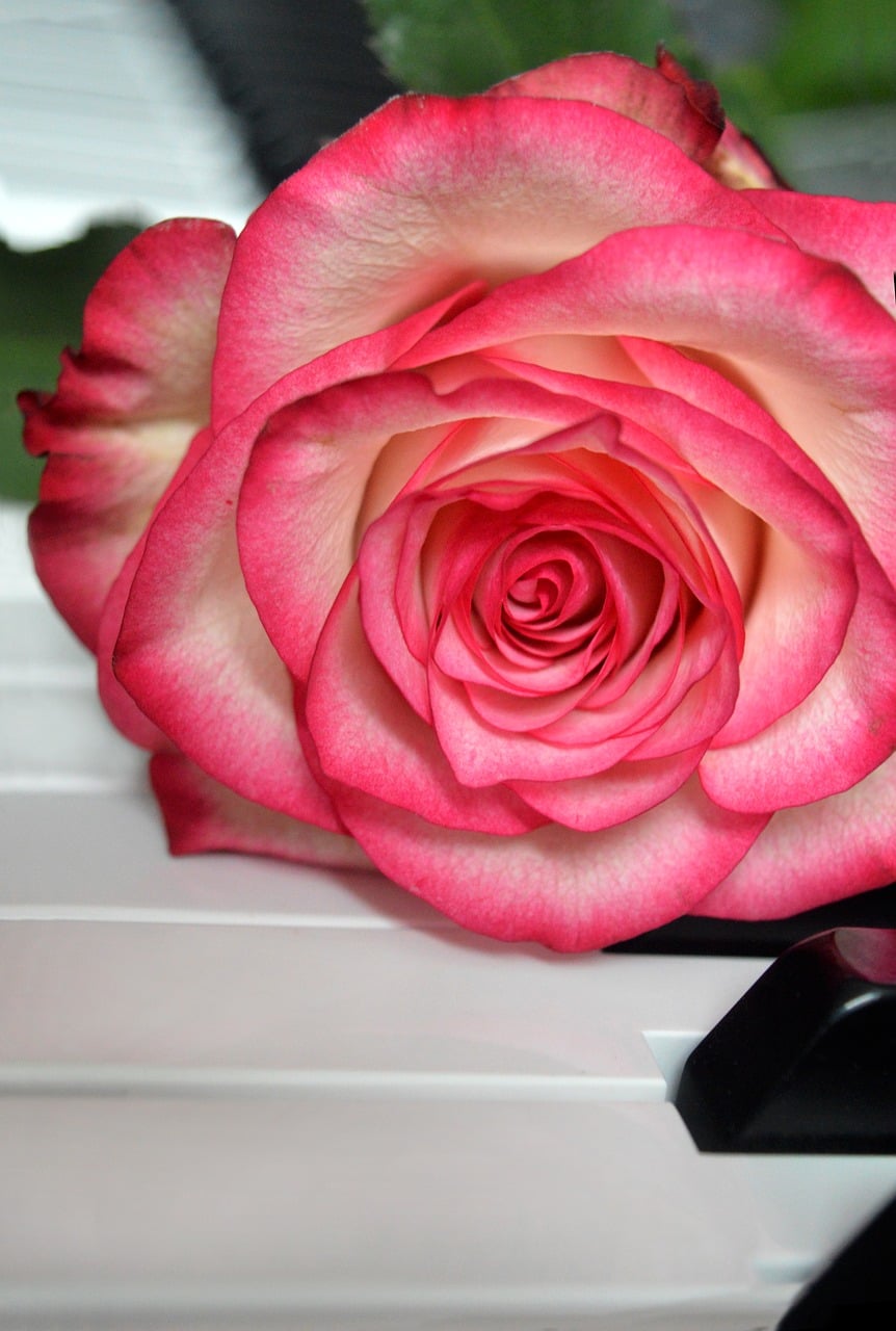 Rose Chanson De Mariage Fleur - Photo gratuite sur Pixabay