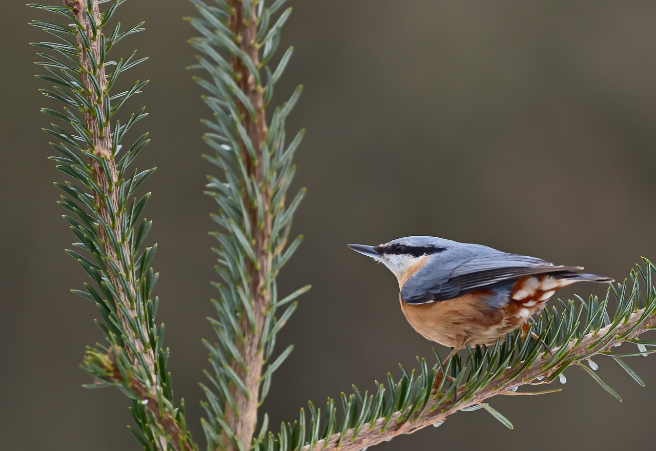 Bird Nuthatch Branch - Free photo on Pixabay