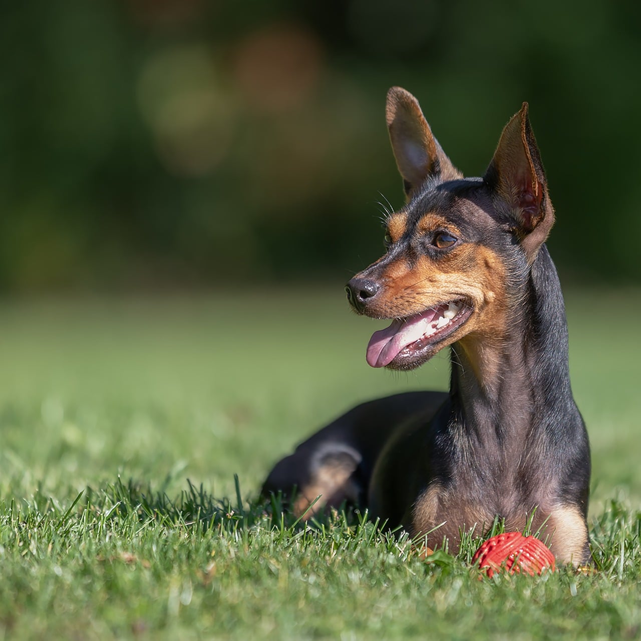 Petit Chien Pinscher Nain Portrait - Photo gratuite sur Pixabay
