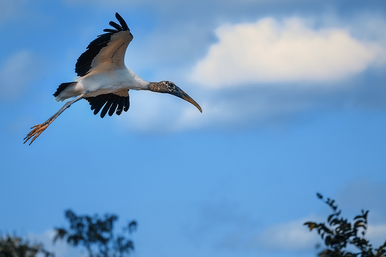 Wood Stork Bird In Flight Soaring - Free photo on Pixabay