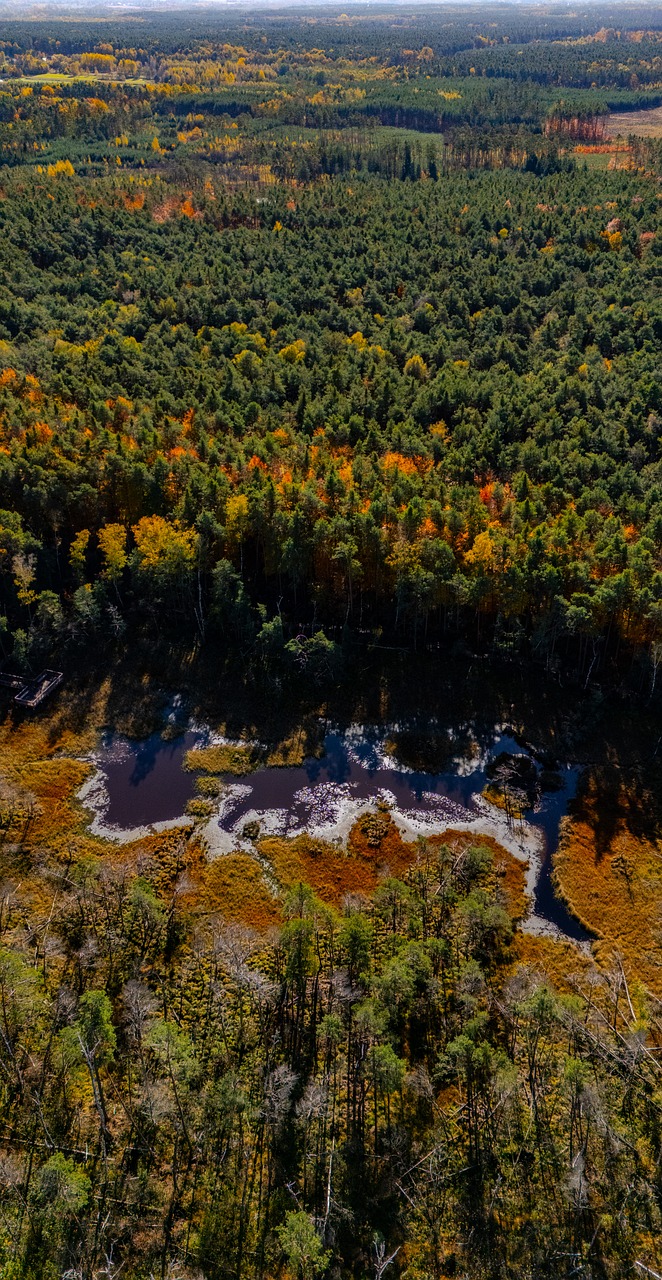 Reserve Peat Bogs Swamp - Free photo on Pixabay