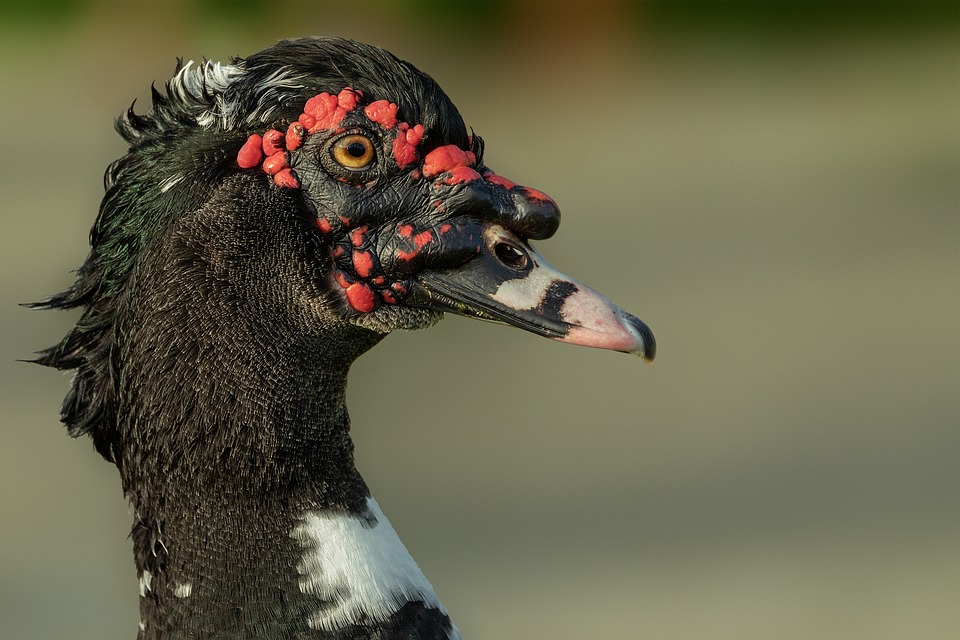 Muscovy Duck Bird - Free photo on Pixabay