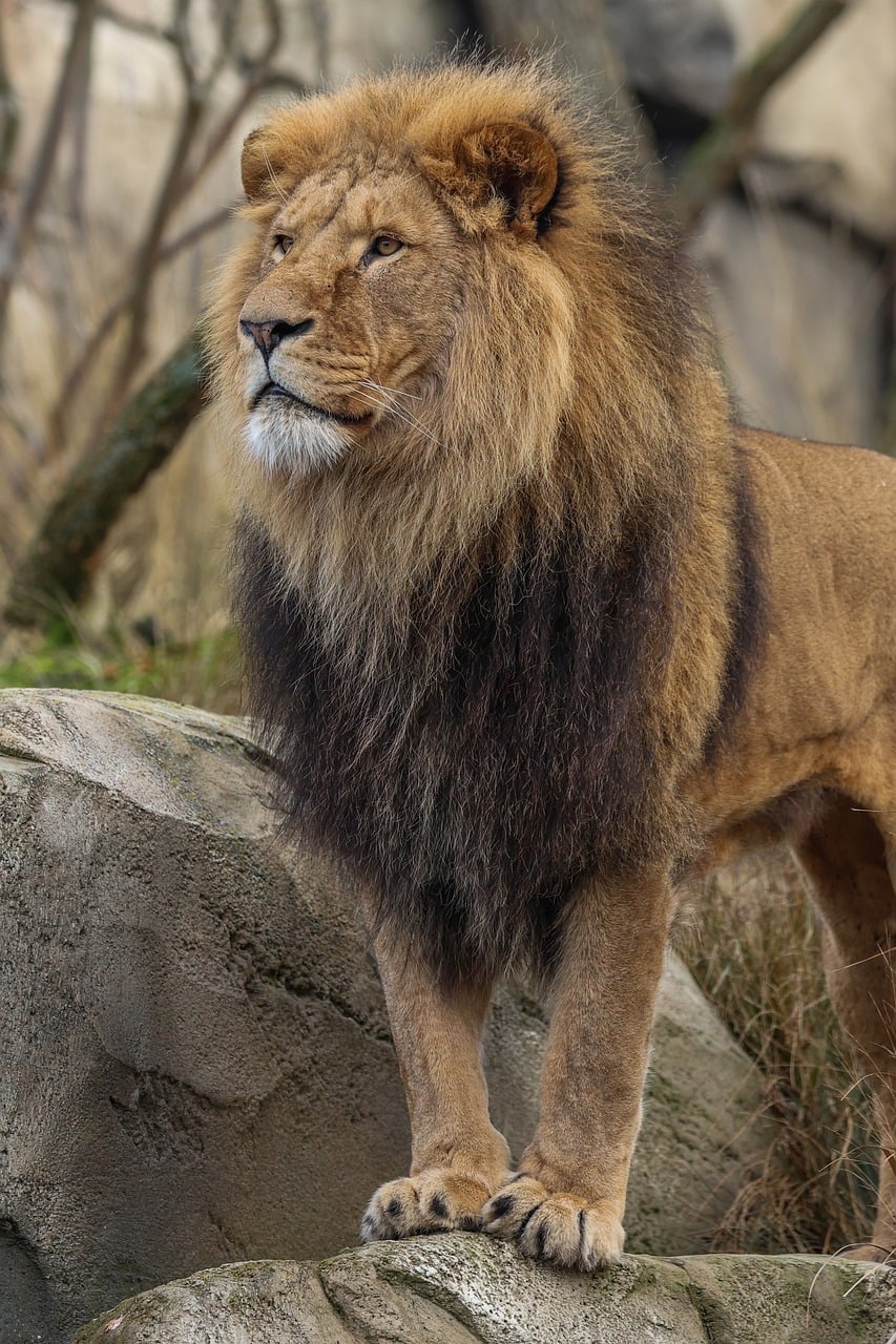 10,000+ Free Lion Standing & Lion Images - Pixabay