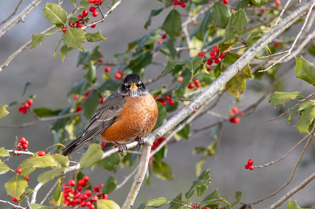 Robin Holly Tree - Free photo on Pixabay