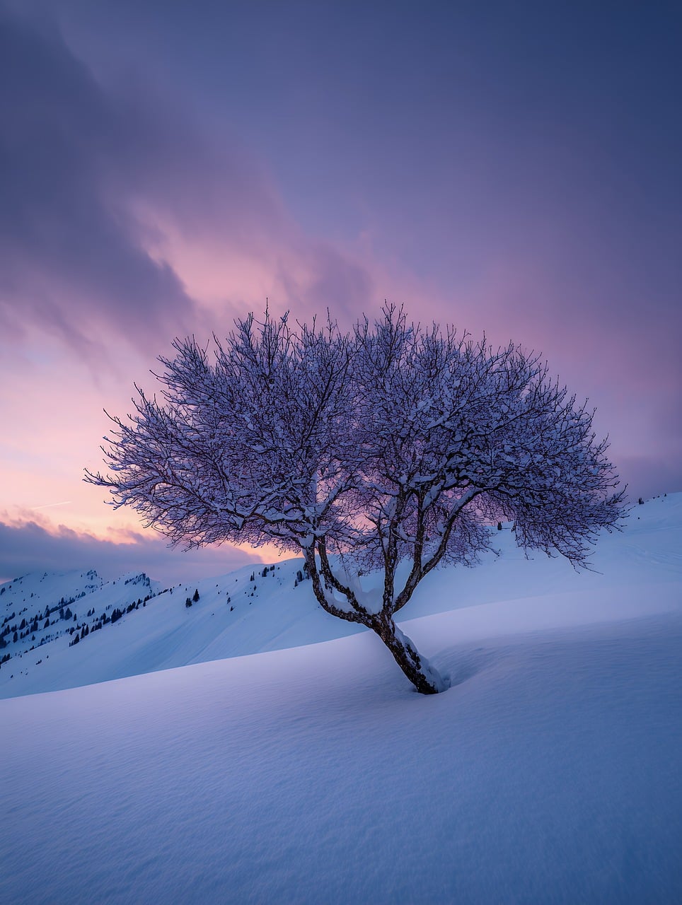 Arbre Neige Hiver - Photo gratuite sur Pixabay