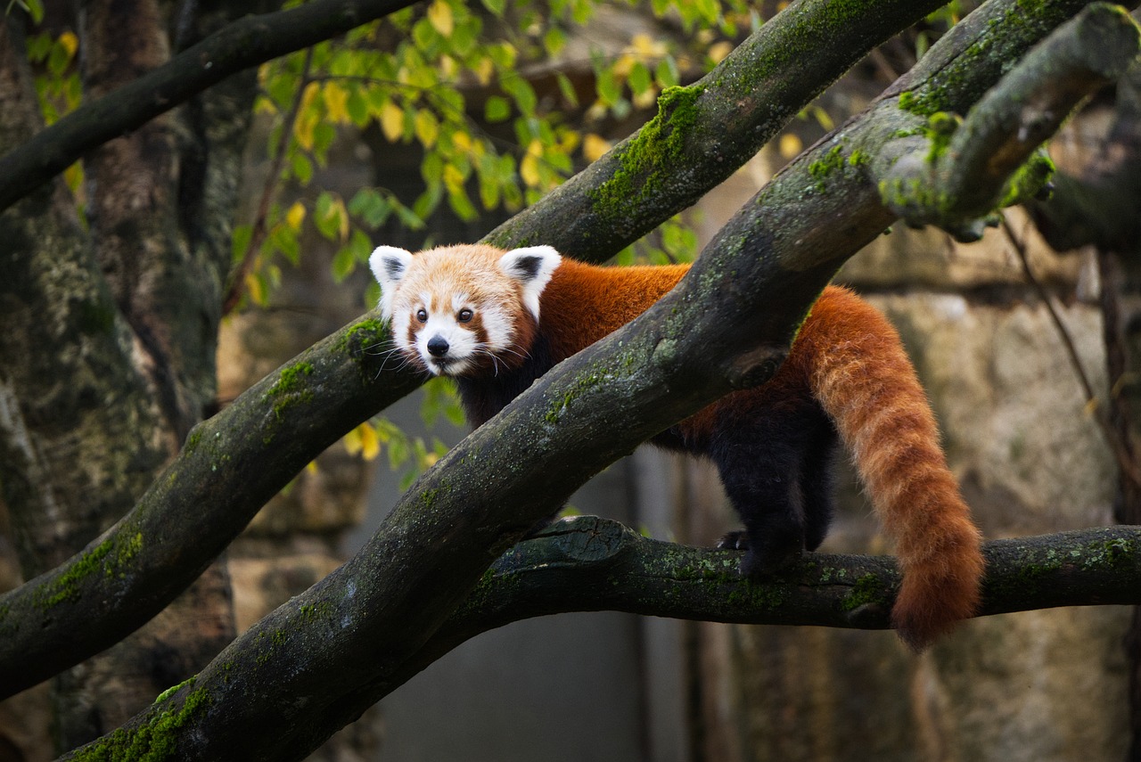 Panda Roux Rouge Animal - Photo gratuite sur Pixabay