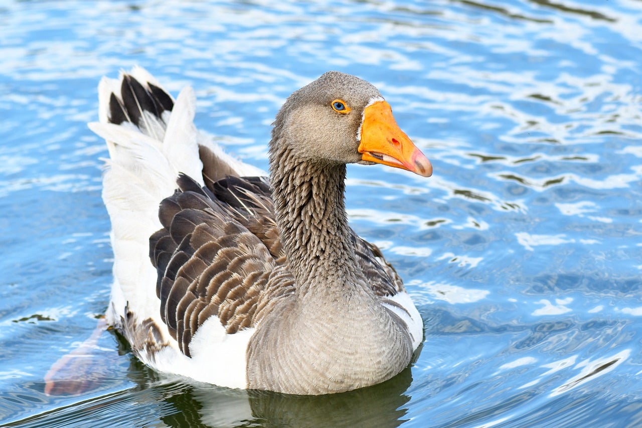 Goose Bird Animal - Free photo on Pixabay