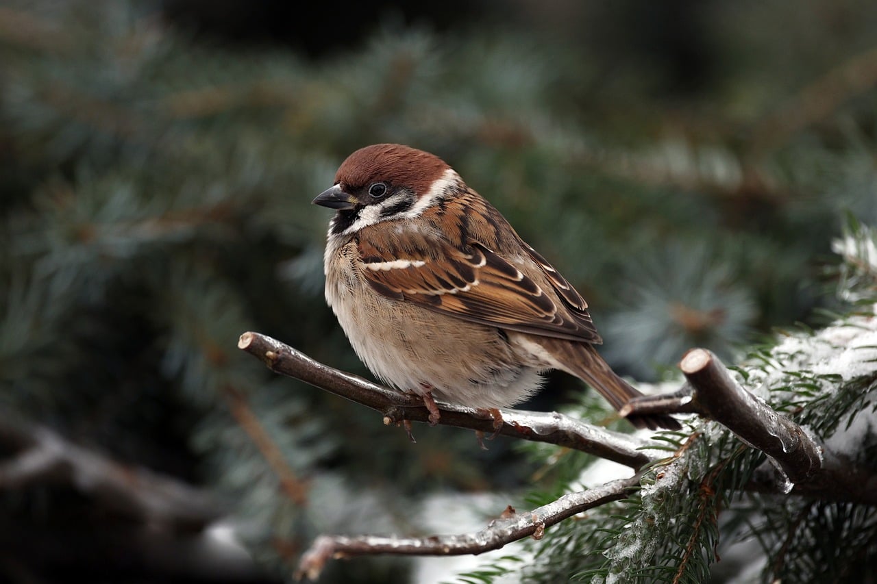 Sparrow Sperling Bird - Free photo on Pixabay
