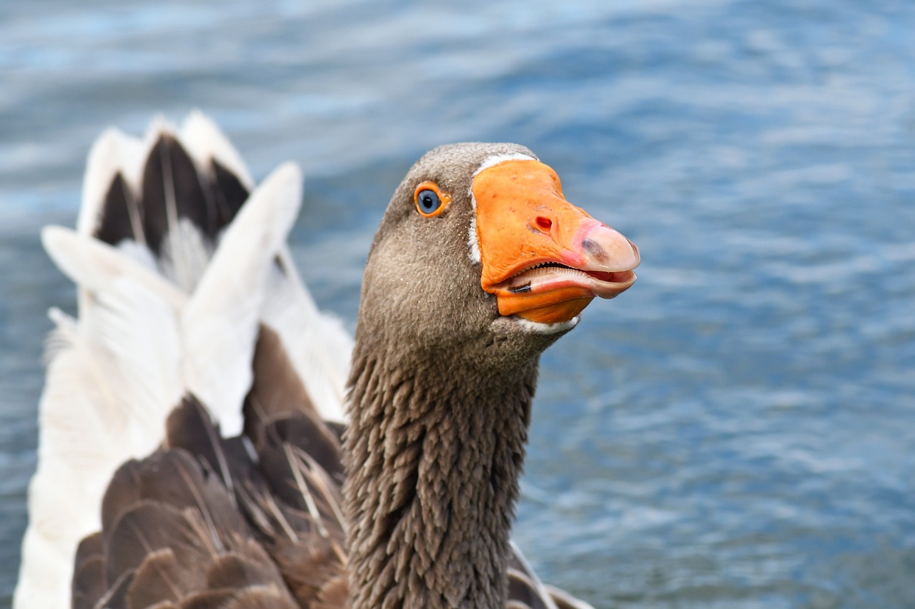Goose Bird Animal - Free photo on Pixabay