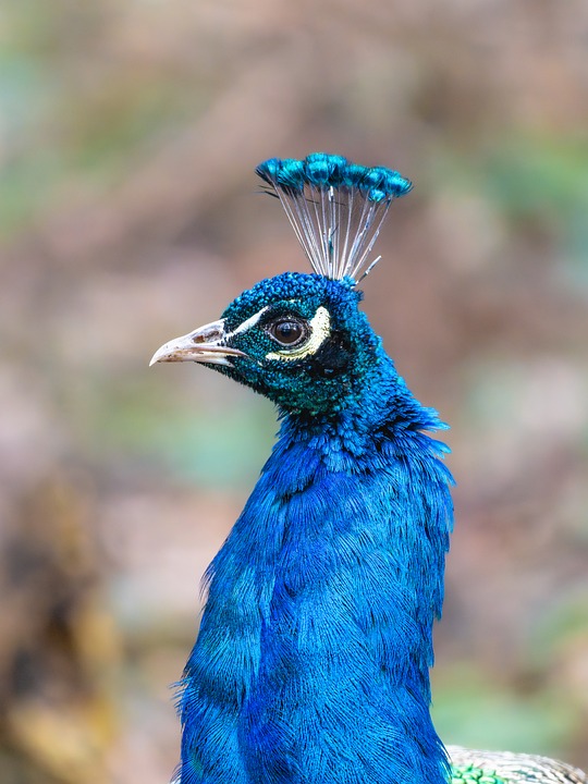 Bird Peacock Blue Male - Free photo on Pixabay