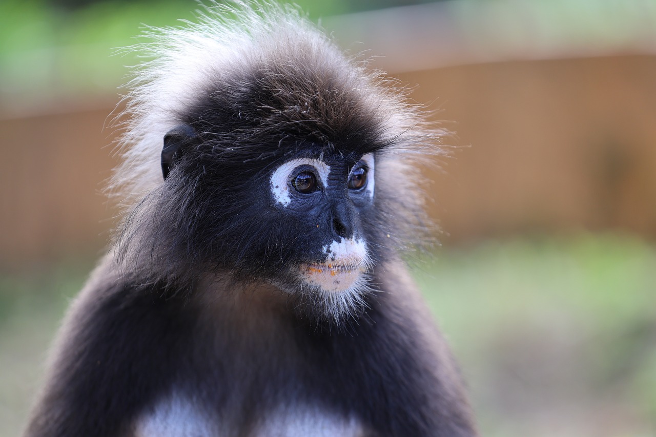 Malaysia Langkawi Monkey - Free photo on Pixabay