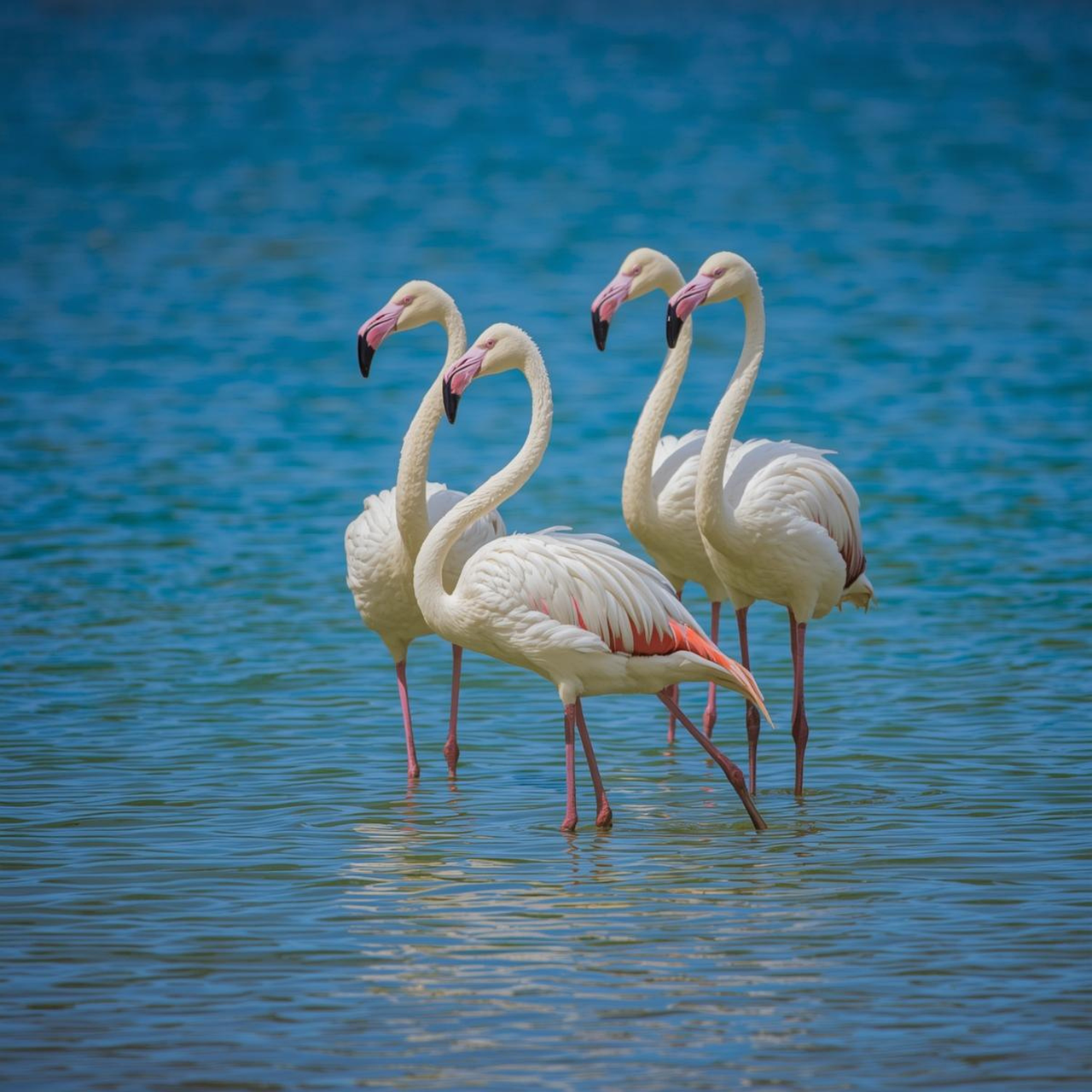 Water Nature Reflection - Free photo on Pixabay