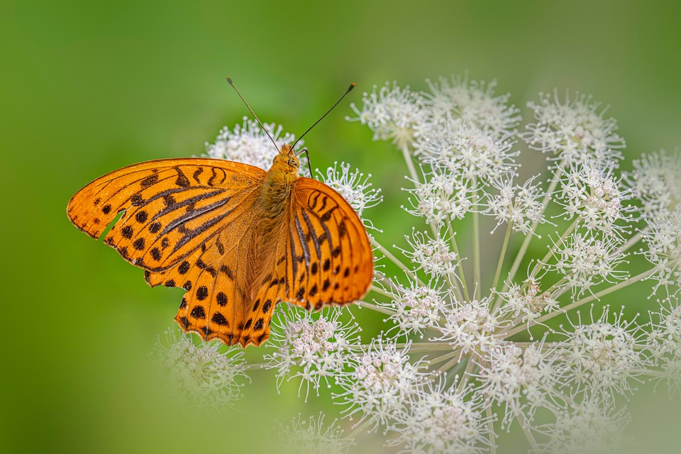 Nature Animal Wing Beauty - Free photo on Pixabay