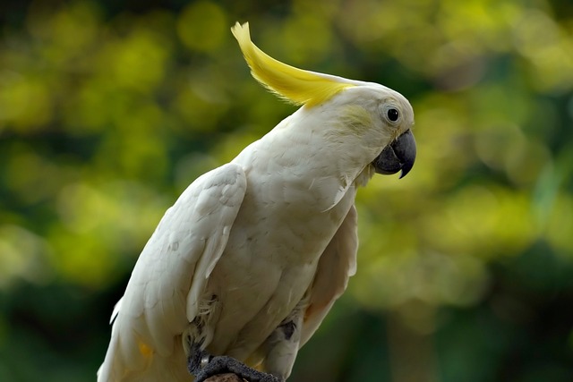Parrot Cockatoo Light Yellow - Free photo on Pixabay