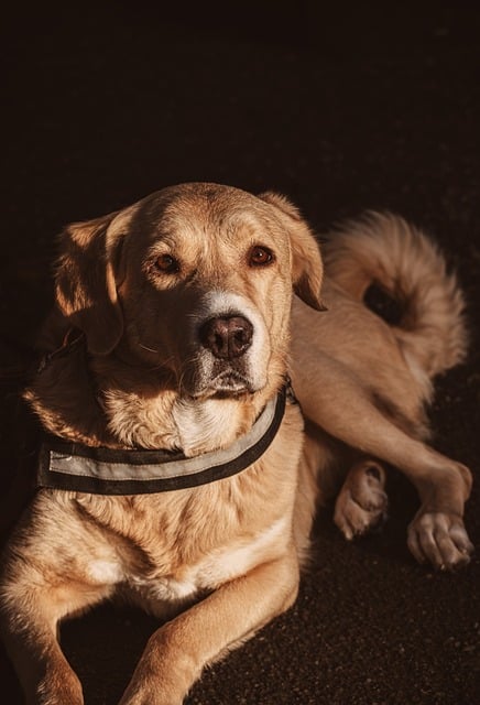 Dog Puppy Mammal - Free photo on Pixabay