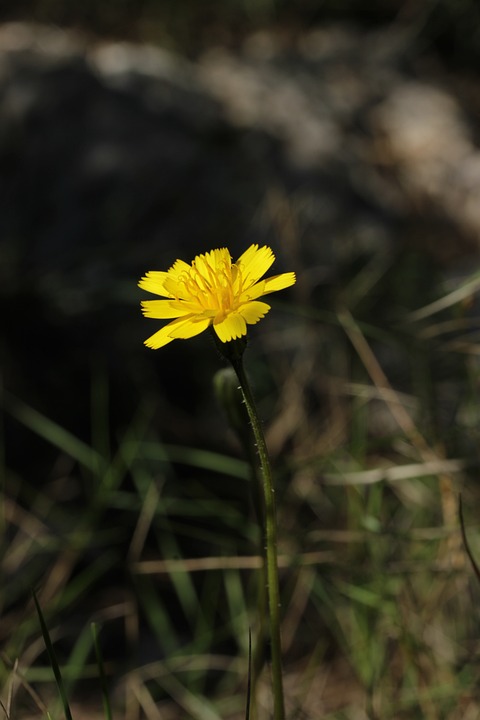 Flower Yellow Nature Krigia - Free photo on Pixabay